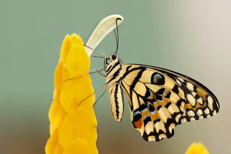 Entry Ticket: Dubai Butterfly Garden – World’s Largest Butterfly Park